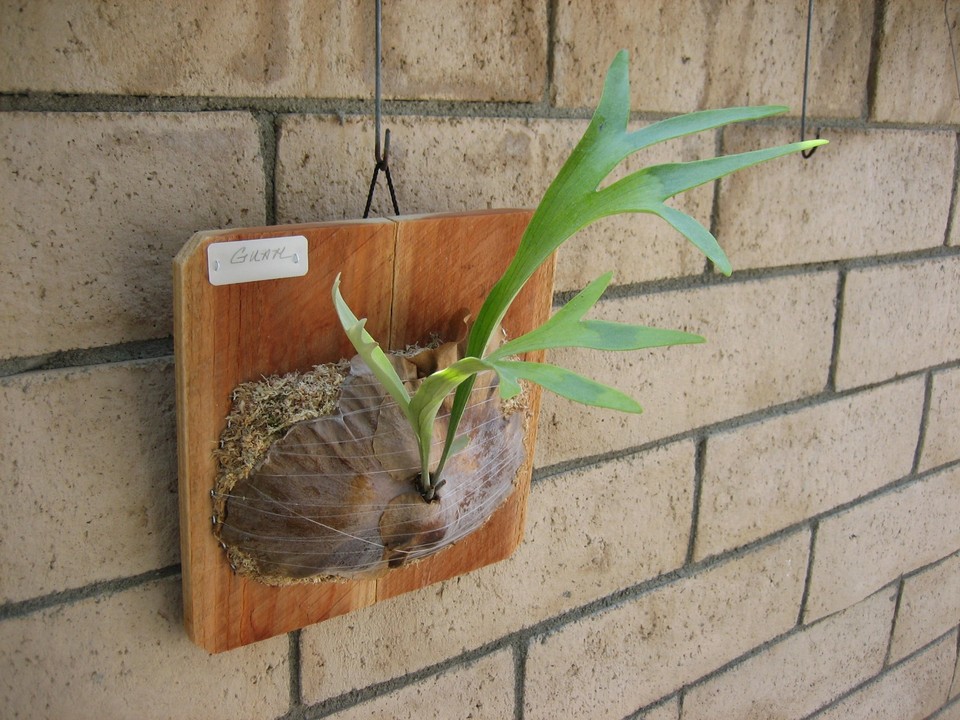 Staghorn Fern - Guam - Platycerium | eBay