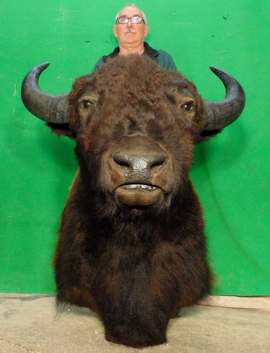 NEW BUFFALO SHOULDER MOUNT TAXIDERMY HEAD, TROPHY 12YR OLD BULL!#5B ...