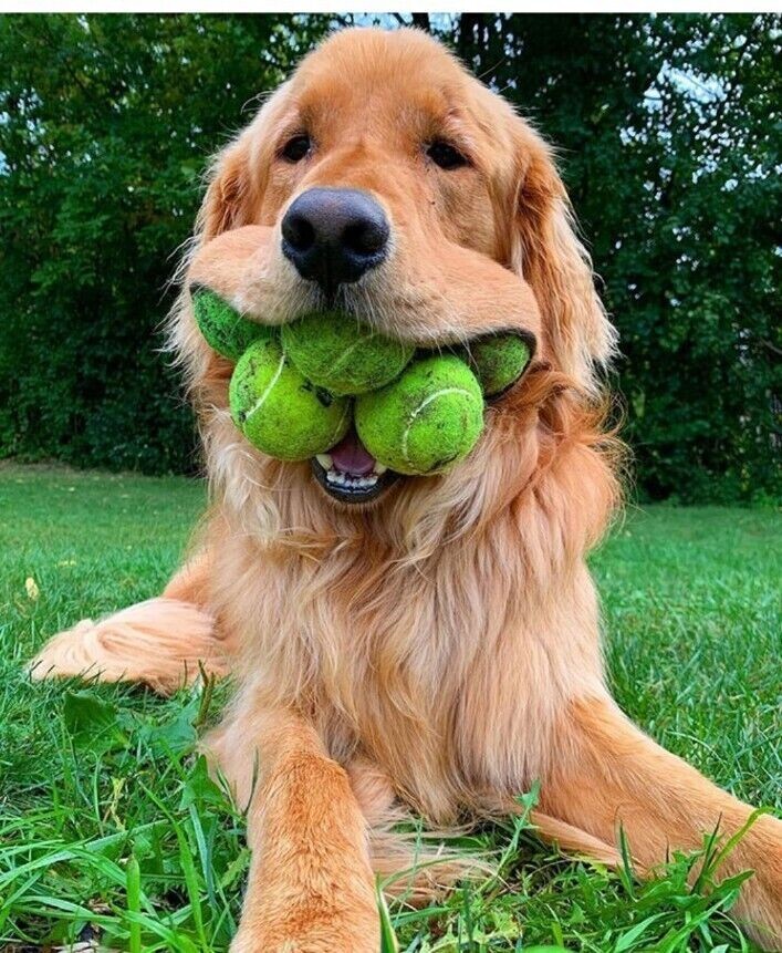 100 Used Tennis Balls KIDS DOG BACKYARD GAMES Wilson Head Slazenger ...