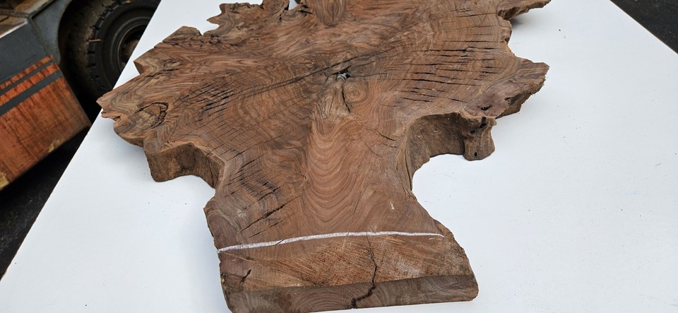 Claro Black Walnut stump root slab, super insane grain, Burl spilkes ...