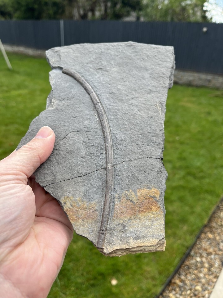 Ichthyosaur Rib Bone Fossil – Jurassic Marine Reptile Penarth , Wales ...