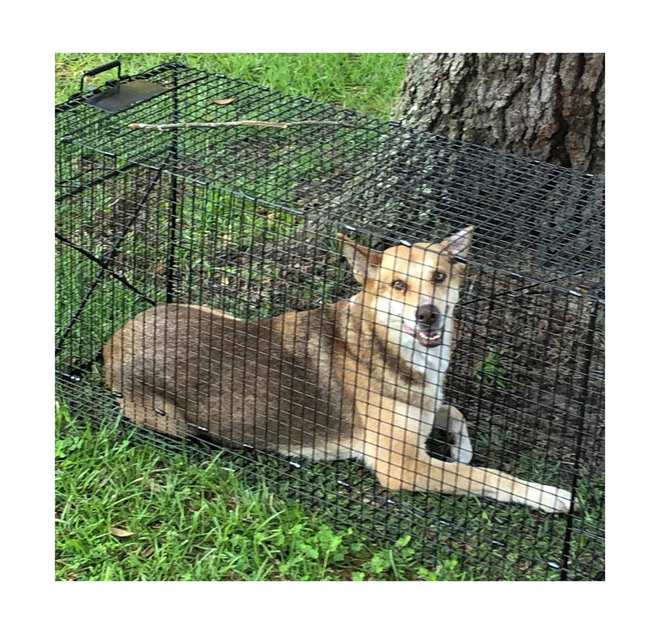 Humane Way Folding 50 Inch Live Humane Animal Trap - Safe Traps for All ...