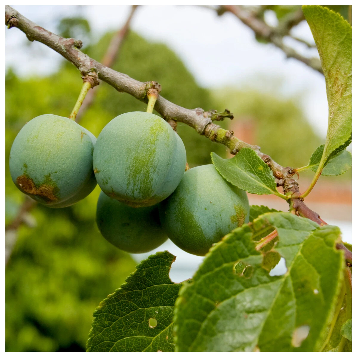 Green Gage Plum Tree Plum Trees For Sale, 50% OFF