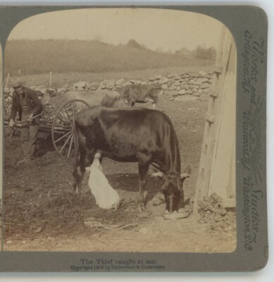 Thief Caught at Last Pig with Cow Genre Stereoview | eBay