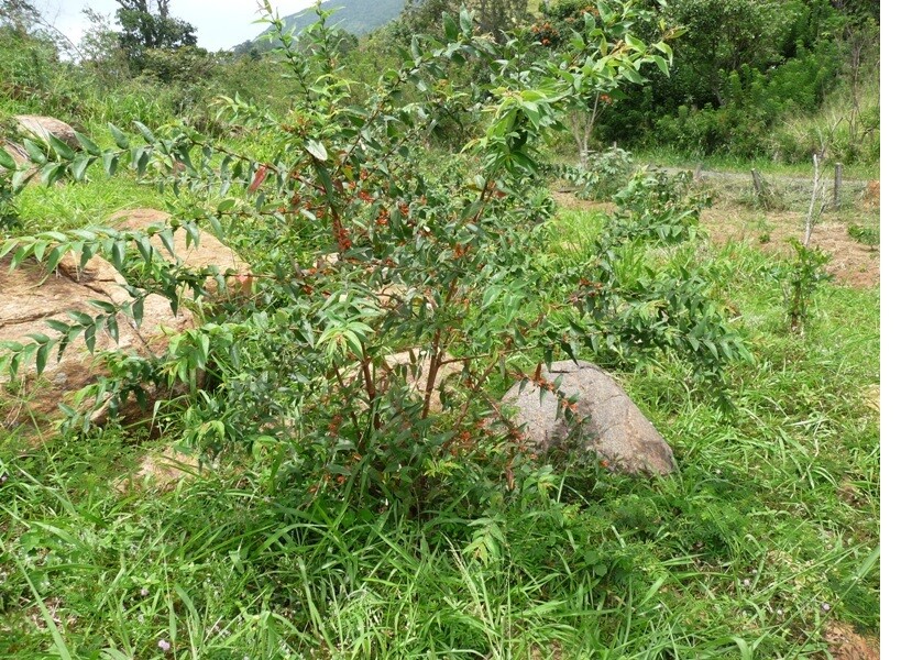 Rare Woodfordia Fruticosa / Fire Flame Bush / Red Bell Bush Dry Flowers ...