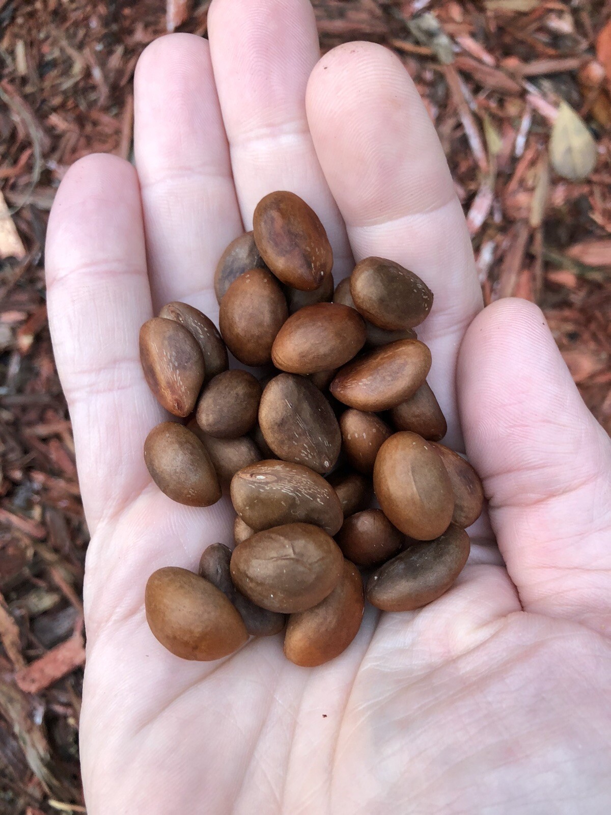 25 Loquat Seeds Japanese Chinese Plum Eriobotrya Japonica Organic Fresh ...