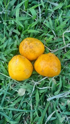10 Orangelo Seeds RARE Puerto Rican Developed Citrus Chironja | eBay