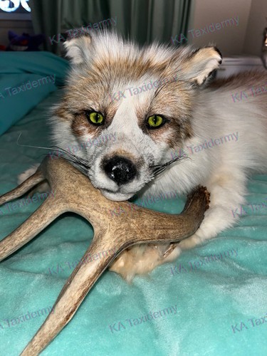 Taxidermy Soft Mount Sun Glo Red Marble Ranch Fox Pelt Hide Skin Fur | eBay