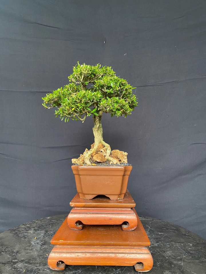 Real Picture Bonsai Serissa Japonica | Bonsai Serissa | Bonsai Tree ...