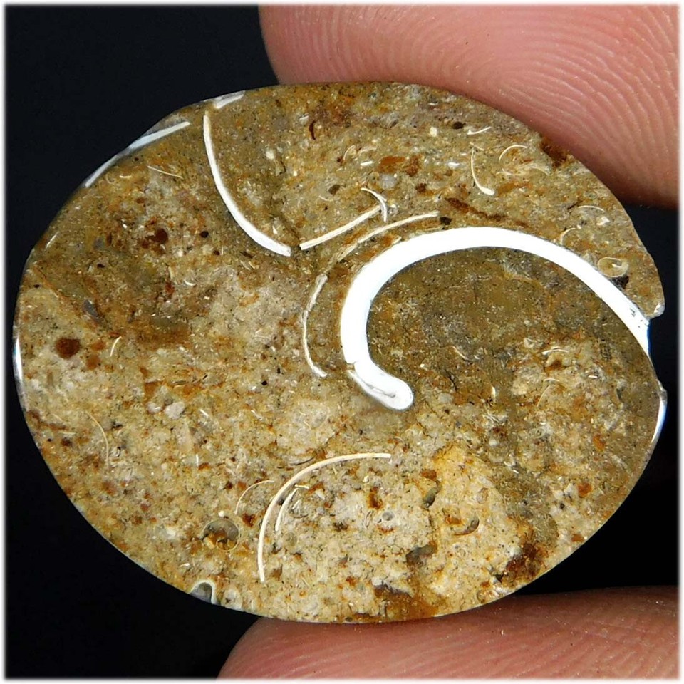 Natural Unique Top Fossil Snail Druzy Oval Cabochon 26.70Cts. Loose ...