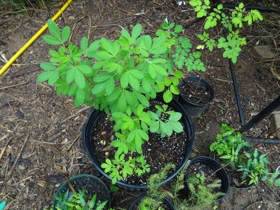 Mexican Chipilin Chepil, RARE Mayan HEIRLOOM Vegetable C. longirostrata ...
