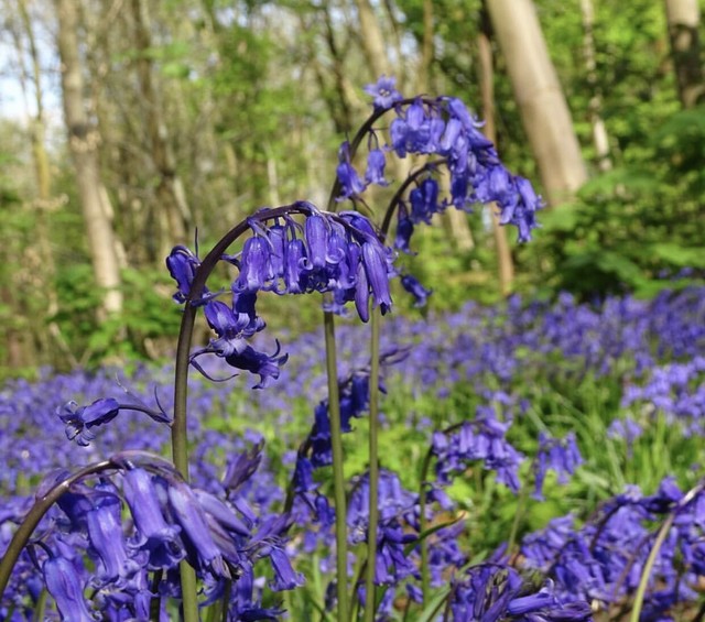25 English Bluebell Bulbs Grown in Norfolk Hyacinthoides Non Scripta ...