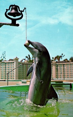 Postcard dolphin ring school bell Marineland Florida Saint Augustine | eBay