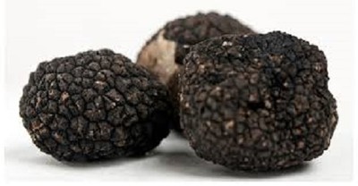 BLACK OREGON TRUFFLE mushroom spores spawn/mycelium (on dry seeds) | eBay