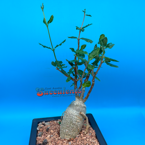 Fockea edulis (560) Live Rooted Succulent | eBay