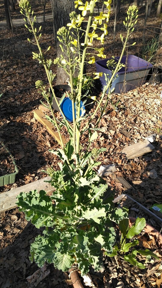 KALE SEEDS(35+)--ORGANIC GARDEN--VIRGINIA GROWN | eBay