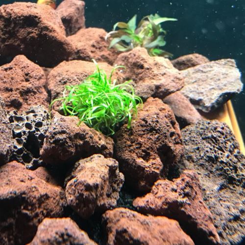 Cryptocoryne Parva Carpet