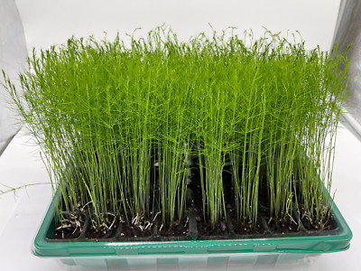 4x Asparagus 'Connovers Colossal' Perennial Vegetables Plug Plants-24HR ...