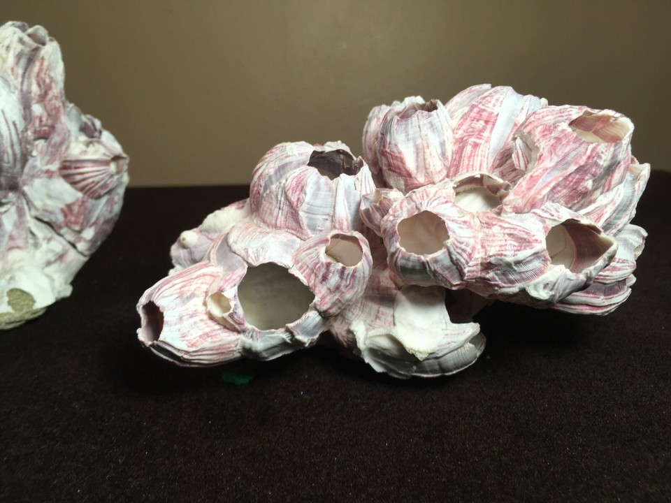 TWO Ocean Purple Pink Cluster Acorn Barnacle Home Decor Shells Coral ...
