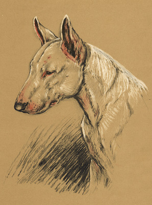 BULL TERRIER CHARMING DOG GREETINGS NOTE CARD BEAUTIFUL HEAD STUDY ...