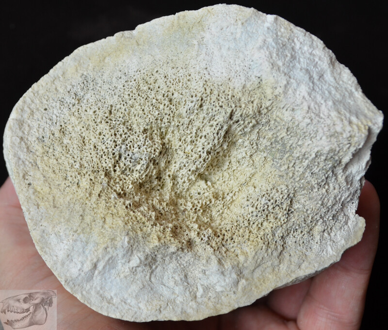 Titanothere Fossil Horn, Brontothere, Badlands South Dakota, 35 Mya, 2 ...