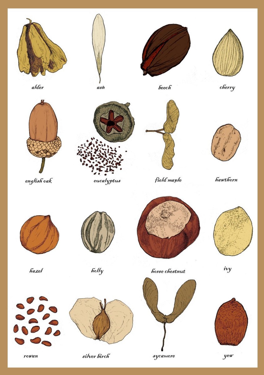 Tree Seed Identification Chart Winter Tree ID Cards | Catkin & Co