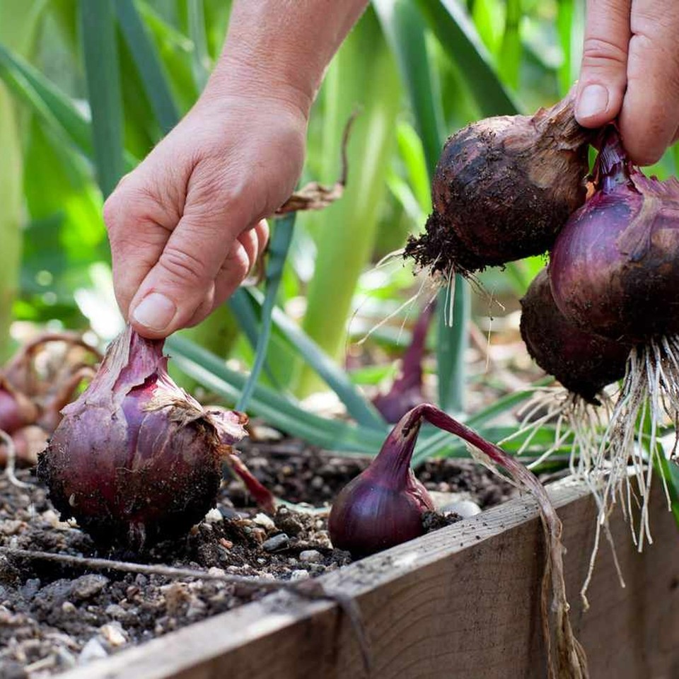 Red Onion Sets Red Winter - High Yield Autumn Planting Vegetable Bulbs ...