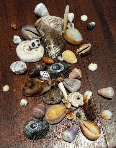small lot of HAWAIIAN sea shells MIXED MAUI HI | eBay