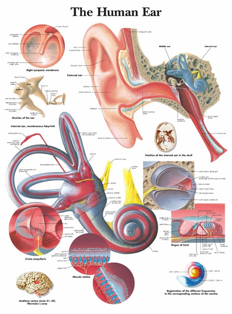 A3 Medical Poster - The Human Ear (Text Book Anatomy Picture Pathology ...