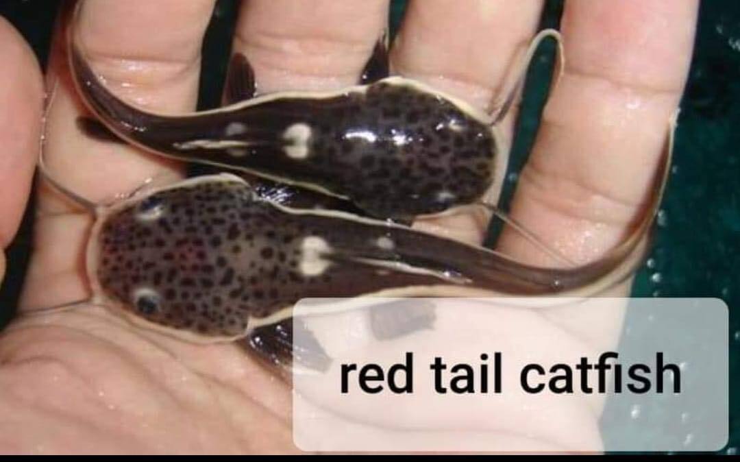 Baby Red Tail Catfish Ra Row | Animals| DMM KARIYUSHI AQUARIUM