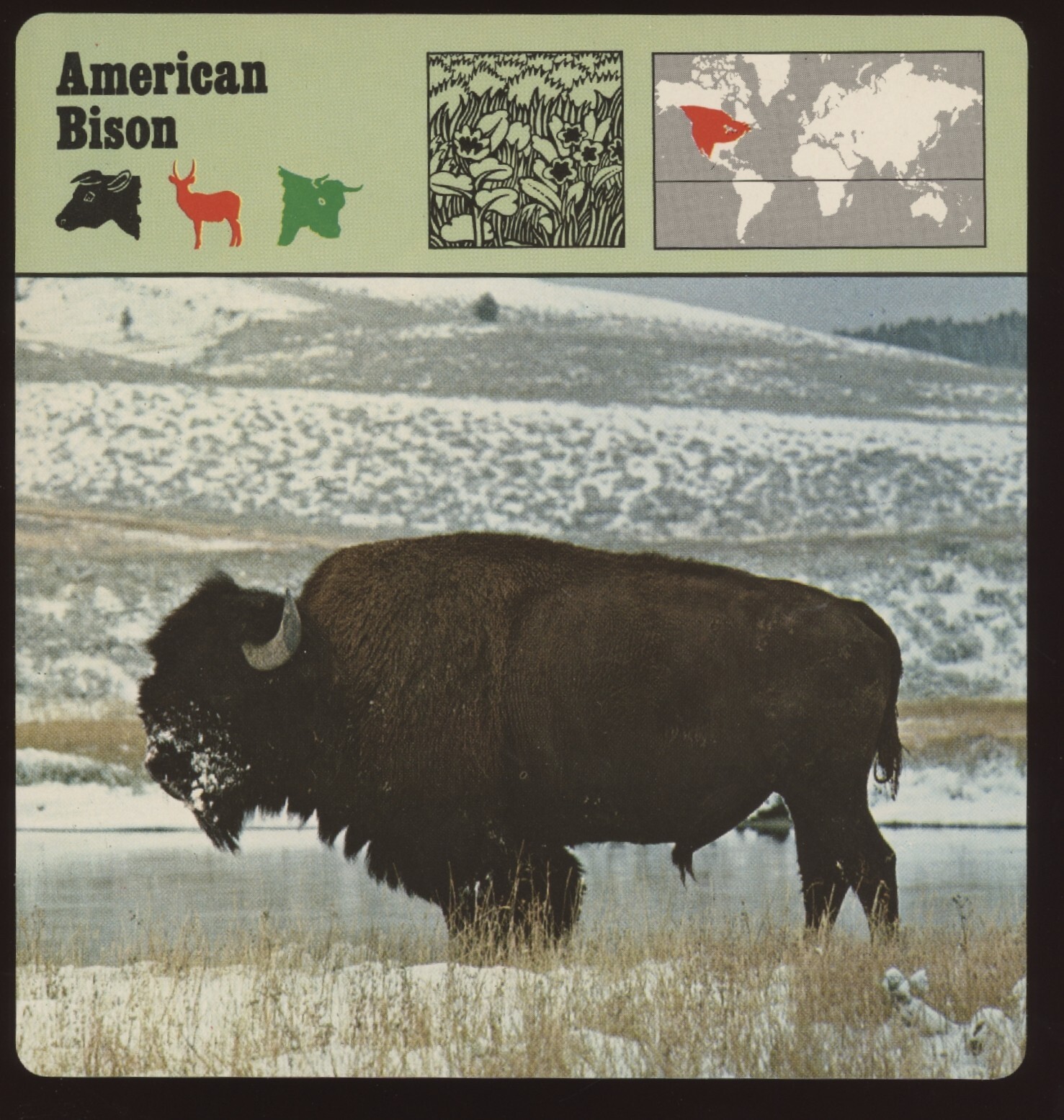 American Bison Safari Cards Rencontre Mammals | eBay