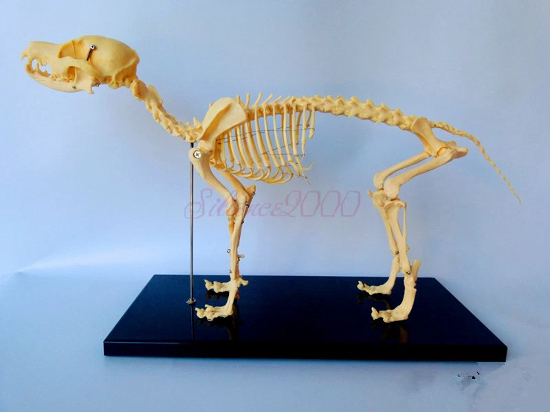 Dog Skeleton Anatomy Model With Base