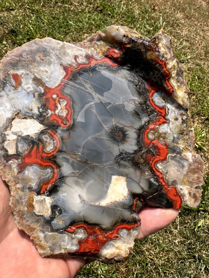 6 1/2 INCHES__Beautiful Imperial Kentucky Agate Slab from Estill County ...