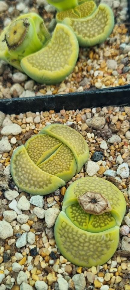 15-SEEDS Lithops HALLII cv SAKKIE´S GREEN | eBay