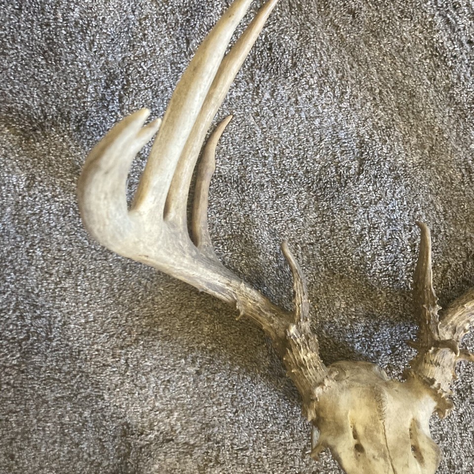 Sweet 181” WHITETAIL DEER RACK Antlers mule mount taxidermy | eBay