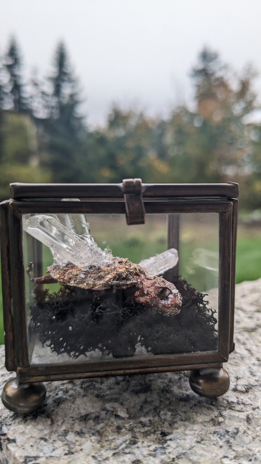 Real Preserved gilded turtle Taxidermy Oddities Art coffin jewelry box ...