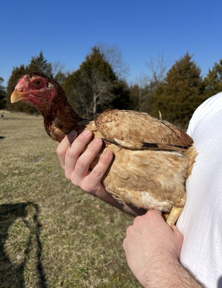 Indio Gigante Hatching Eggs 6+ giant chickens 3 foot tall! Huge chicken ...