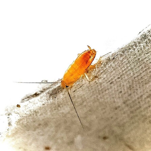 Red Runner Roach (Blatta Lateralis) | Live Feeder Insect Turkestan ...