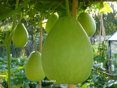 20 Bottle Gourd Dudhi Doodhi Lao Lau Khodu Kodu Bangladeshi UK Grown ...