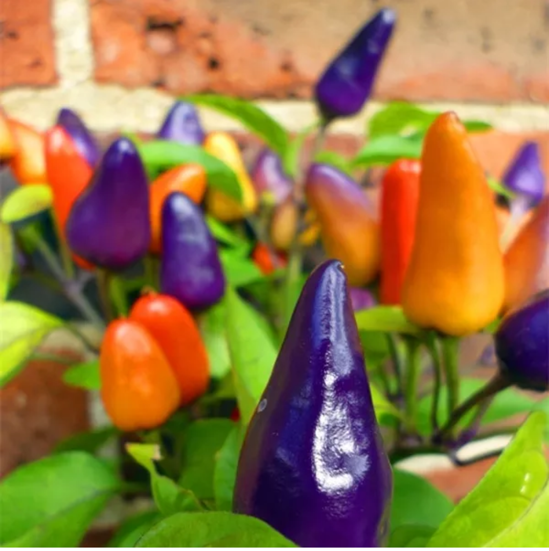 Bolivian Rainbow Chilli Pepper Seeds - Choose Quantity | eBay UK