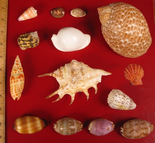 FABULOUS VINTAGE ESTATE COLLECTION ASSORTED UNUSUAL OCEAN SEASHELL SEA SHELLS !! | eBay