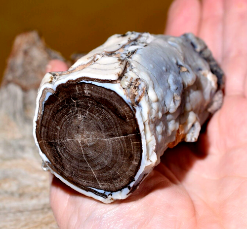 !WOW! Blue Forest Botryoidal Agatized Petrified Eocene Wood Tree Branch ...