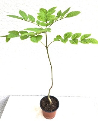 Ash Tree, Potted, Sapling, Native British Tree, Fraxinus Excels, 20 -25 ...