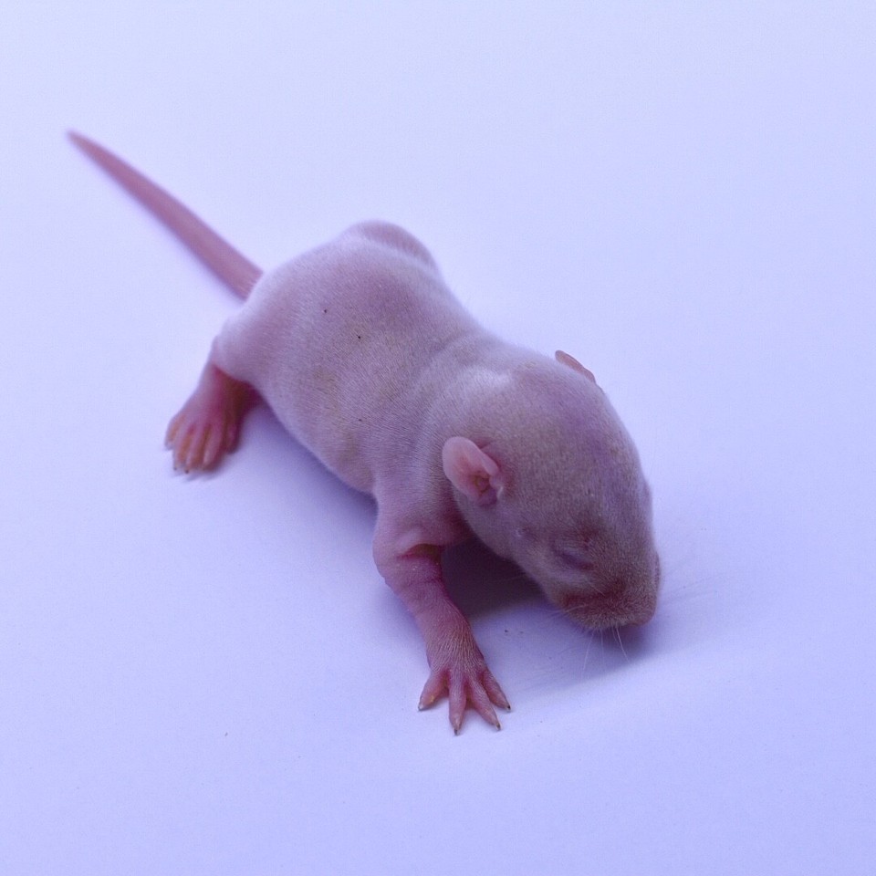 50 Frozen Feeder Rat Fuzzies -FREE S&H -MiceDirect! Rodents! Reptiles ...