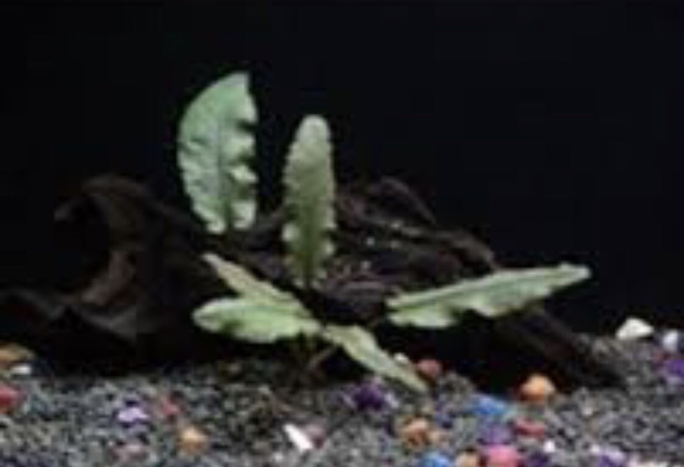 5 Pack Cryptocoryne Wendtii Red Crypt Wendtii Red Easy Live Aquarium ...