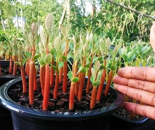 Black Red skin Adenium Arabicum desert rose "Kalamae" 26 Seeds Limited ...
