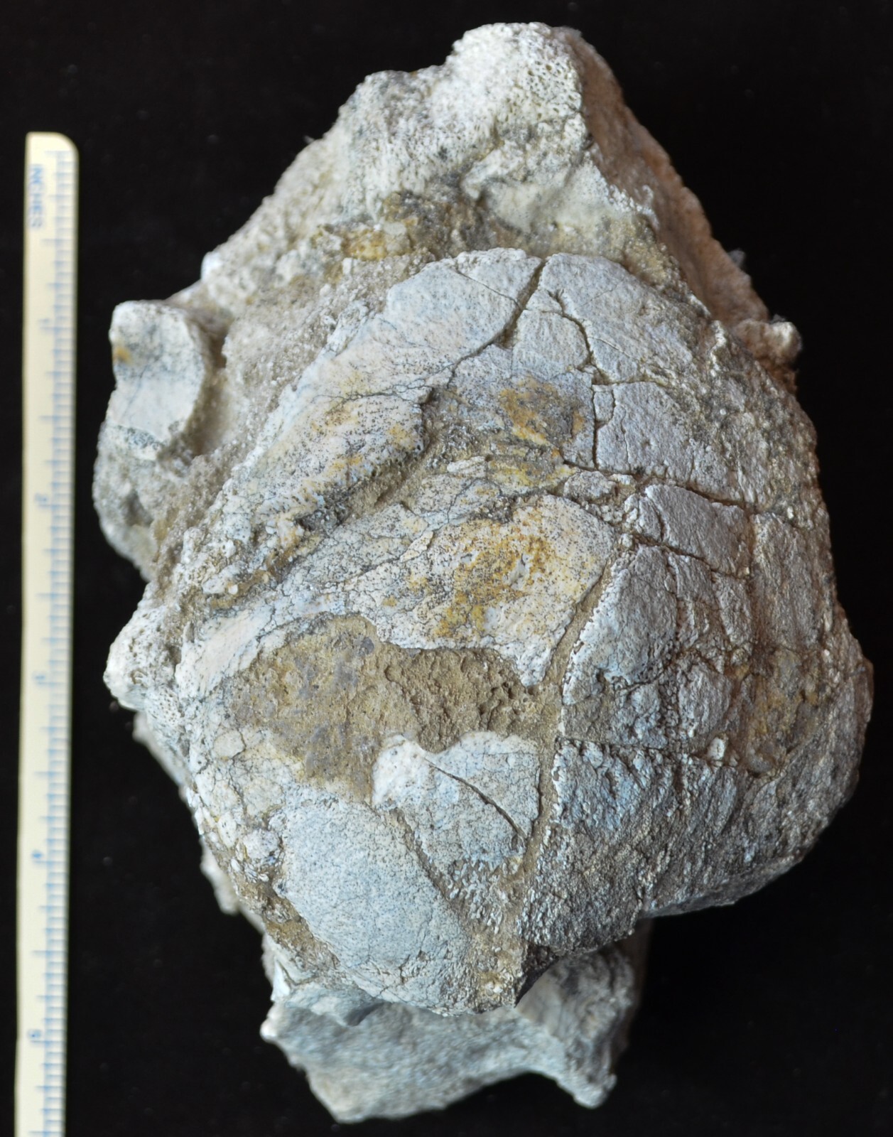 Titanothere Vertebra, Fossil, Brontothere, South Dakota, Badlands, 2 ...