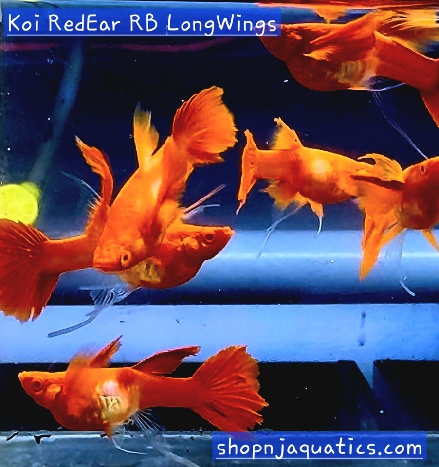 Rare- Trio Koi Red Ears Ribbon FinC Long Ears/Fin - Super High Quality ...