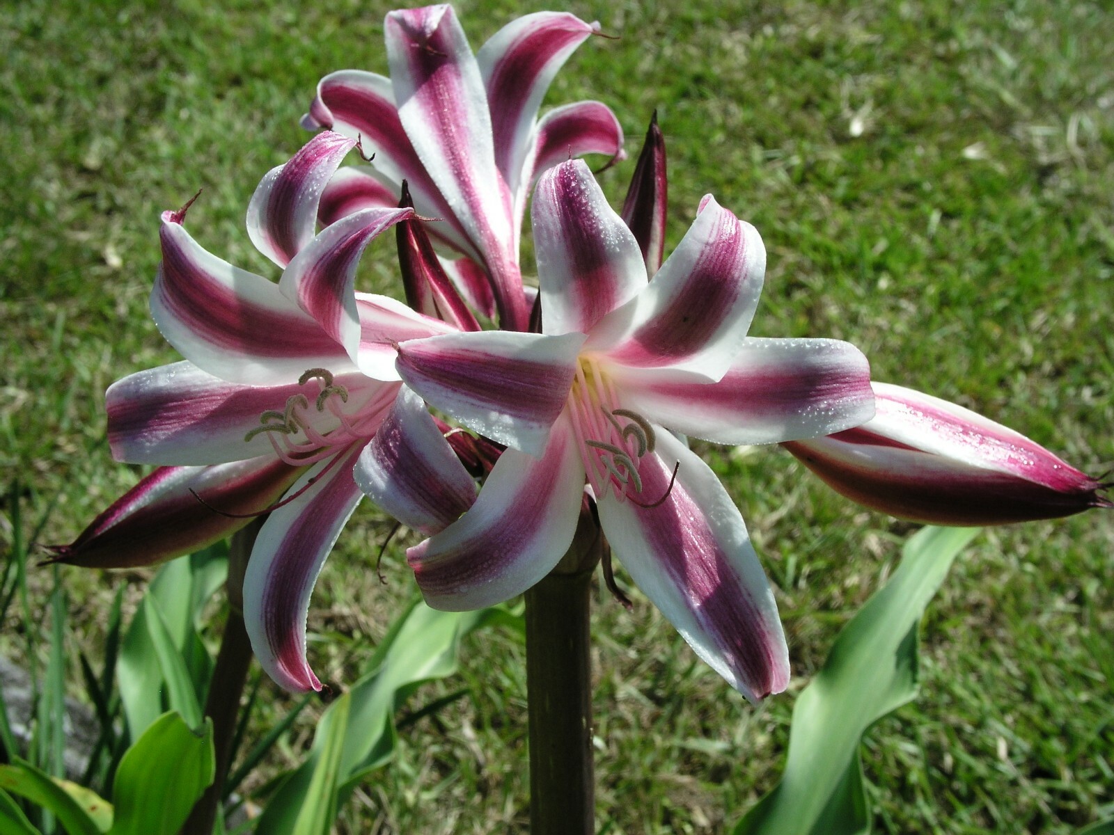 Crinum Lily, Zeylanicum, species, small-size bulb, NEW | eBay
