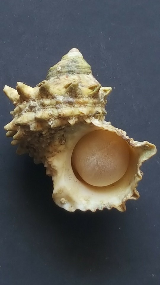 Turbo Radiatus, F+++,Big Size&Exceptional ,With Operculum,From Egypt ...